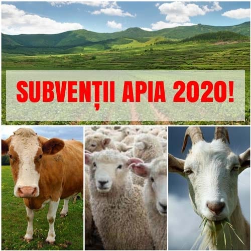 FORMULARELE CU CARE MODIFICAȚI ANUL ACESTA CEREREA APIA pentru ...