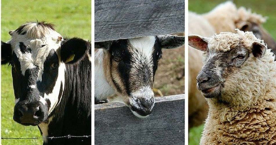 Se întâmplă ASTĂZI: Decizie pentru Agenția Națională pentru Zootehnie ...