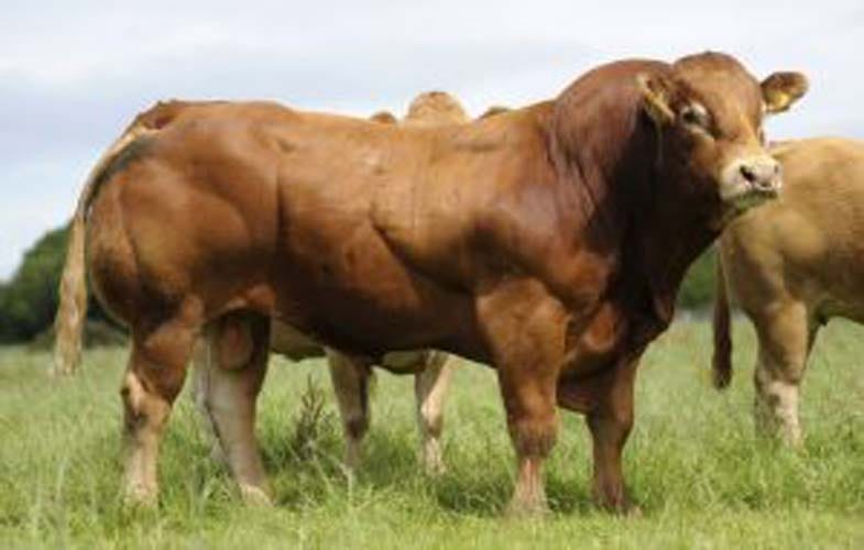 RASE DE BOVINE CU PROFIT PENTRU FERMIERI! - AgroInfo
