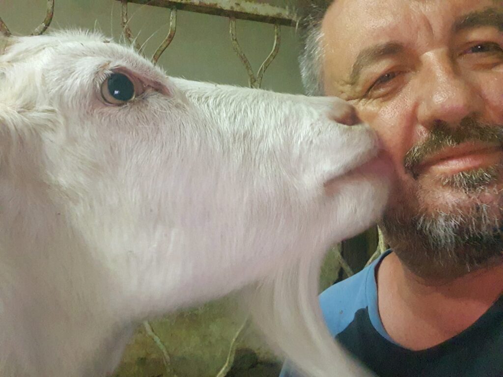Ferma Lu' Tăticu, două vaci, 100 de capre și 30 de oi, o fermă de ...